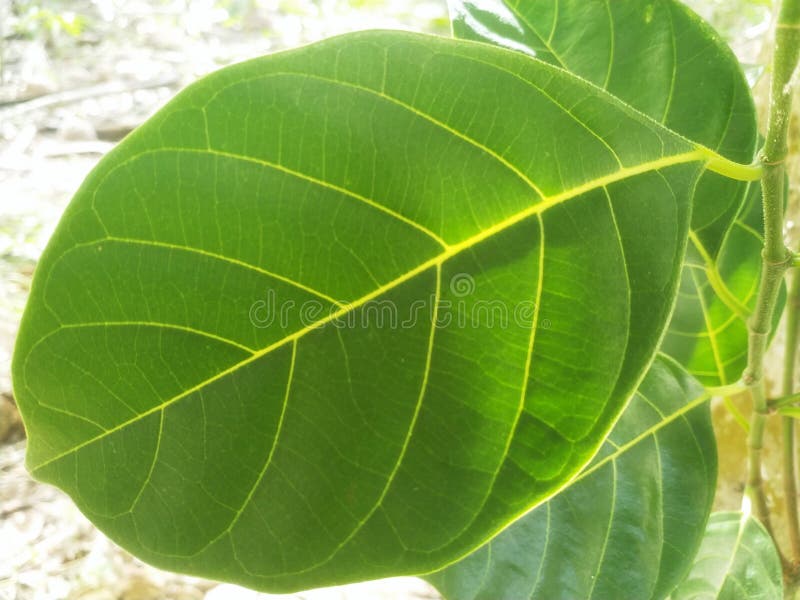 Jackfruit Tree Leaf Texture Stock Photo - Image of close, leaf: 257935322
