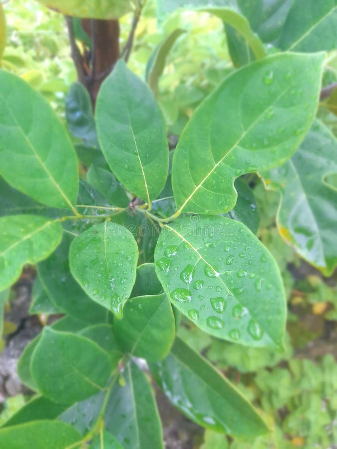 Jackfruit Tree the Leaves are Dark Green, Oval in Shape, and Have a ...