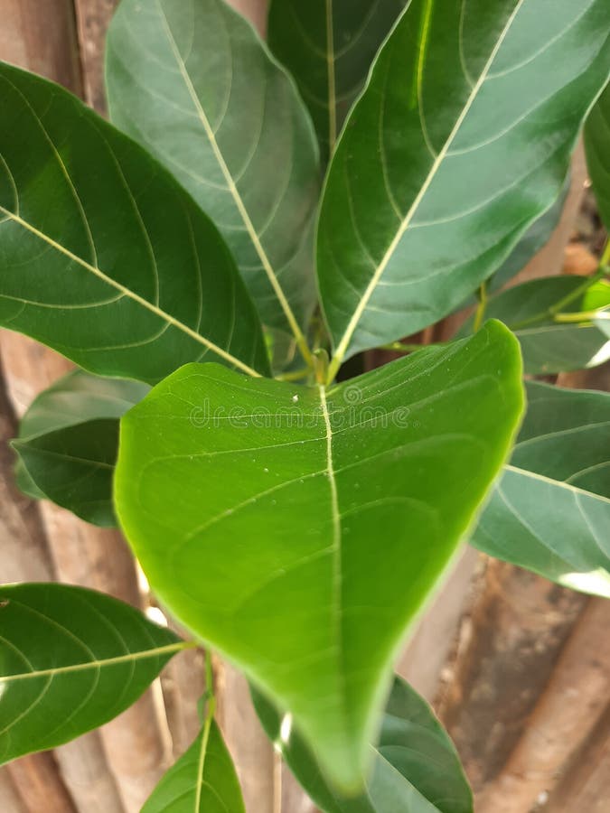 Jackfruit tree leaves stock image. Image of flower, food - 224079399