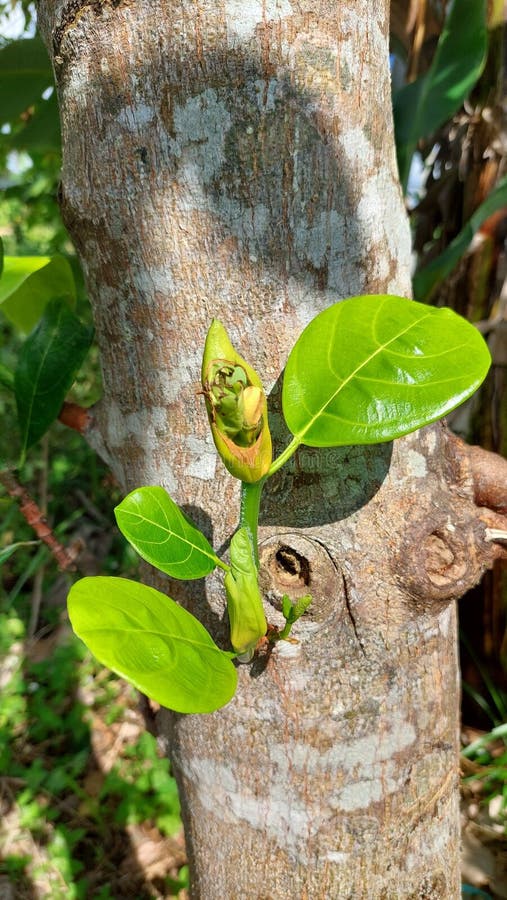 Jackfruit Tree with Natural Light Green Leaves Stock Photo - Image of ...