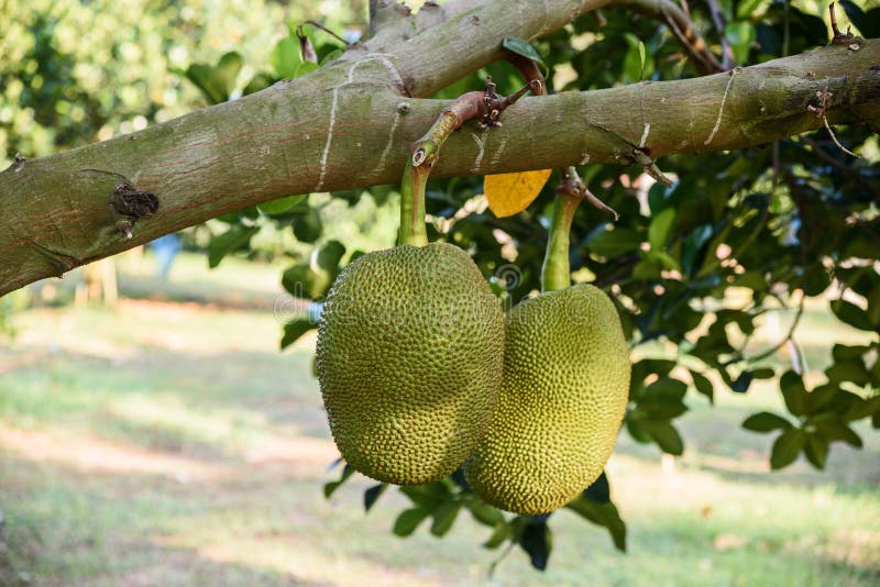 Jackfruit on the tree stock photo. Image of food, asia - 70893186