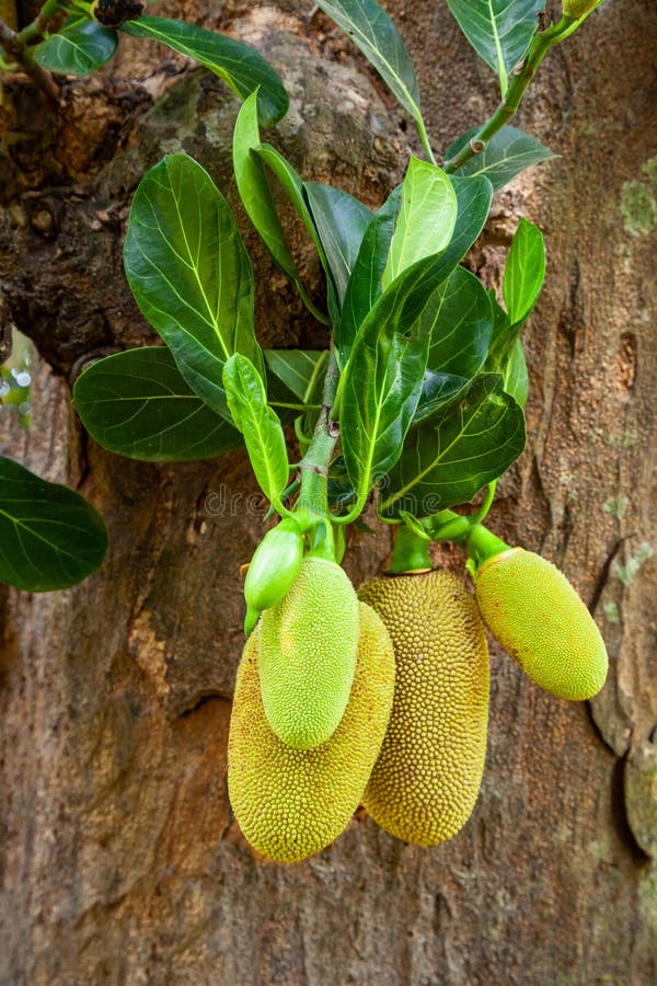 Jackfruit Tree with Ripe Fruits Stock Photo - Image of life, asian ...