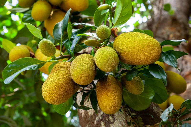 Jackfruit Tree with Ripe Fruits Stock Photo - Image of branch, bread ...