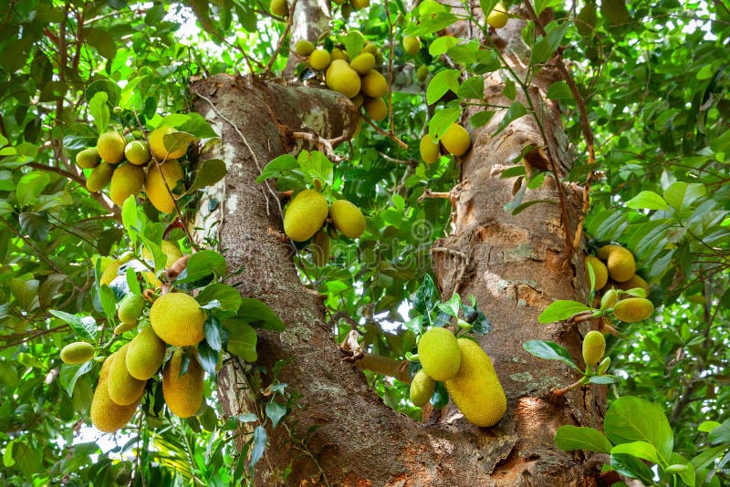 Jackfruit Tree with Ripe Fruits Stock Image - Image of tree, fresh ...