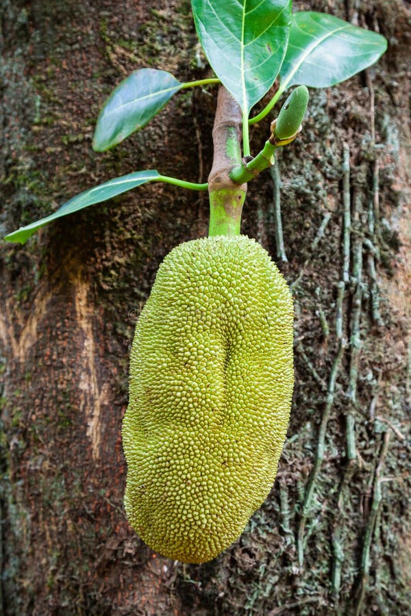 Jackfruit Tree with Ripe Fruits Stock Image - Image of healthy ...
