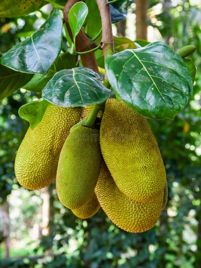 Jackfruit Tree with Ripe Fruits Stock Photo - Image of green, fruit ...