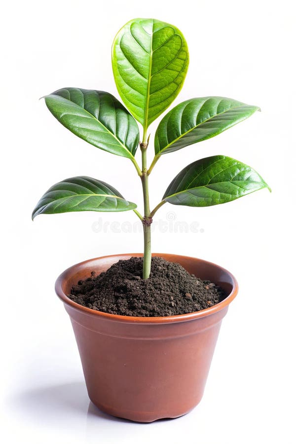 Jackfruit Tree Sapling stock illustration. Illustration of garden ...