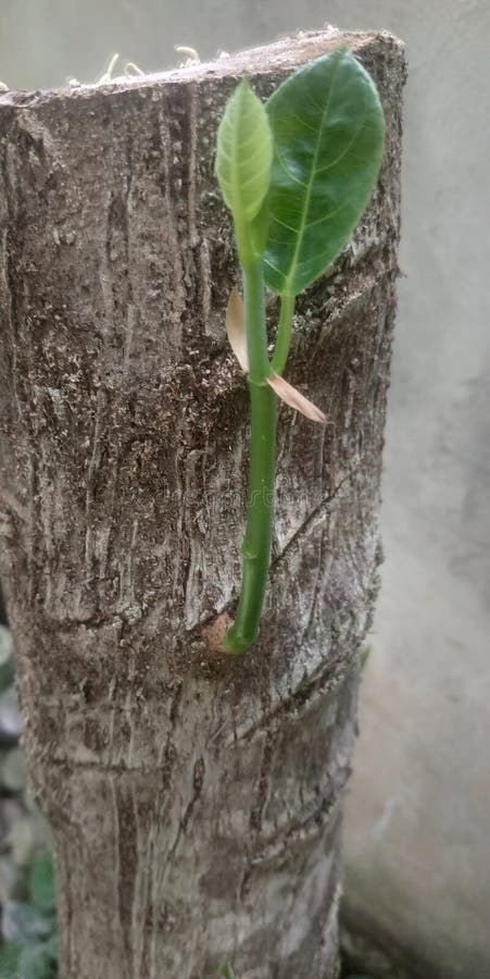The tree shoots stock photo. Image of field, shoots, nature - 74771050