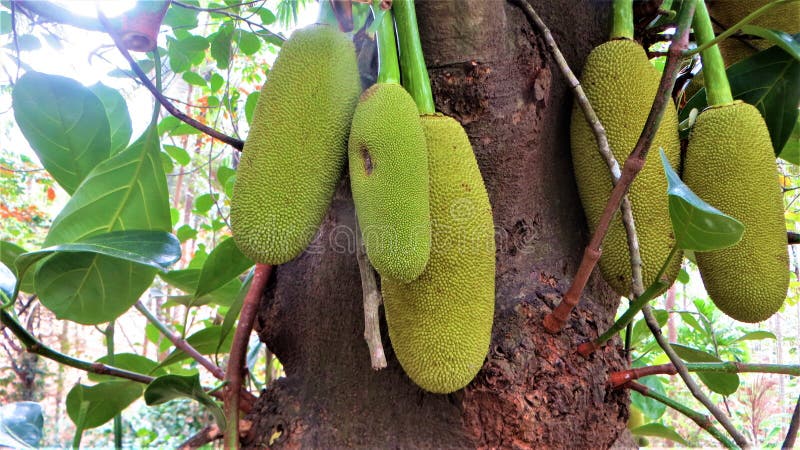 Wild Jackfruits Stock Photos - Free & Royalty-Free Stock Photos from ...