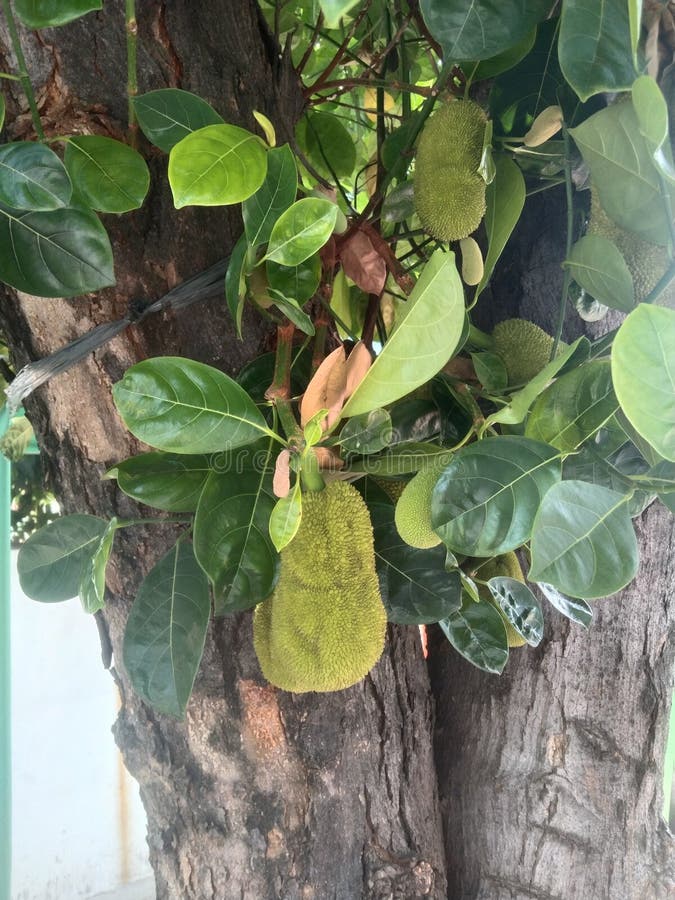 Jackfruit Tree with Small Fruit Stock Image - Image of garden, small ...