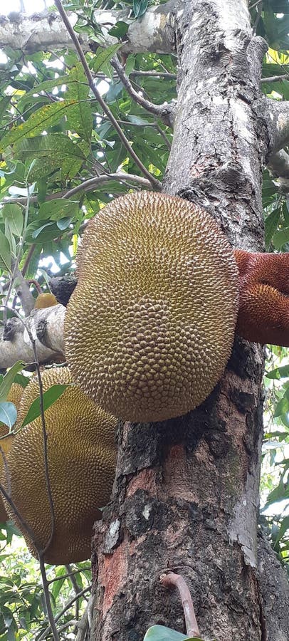 Jackfruit Hanging on the Tree Stock Photo - Image of orientation ...