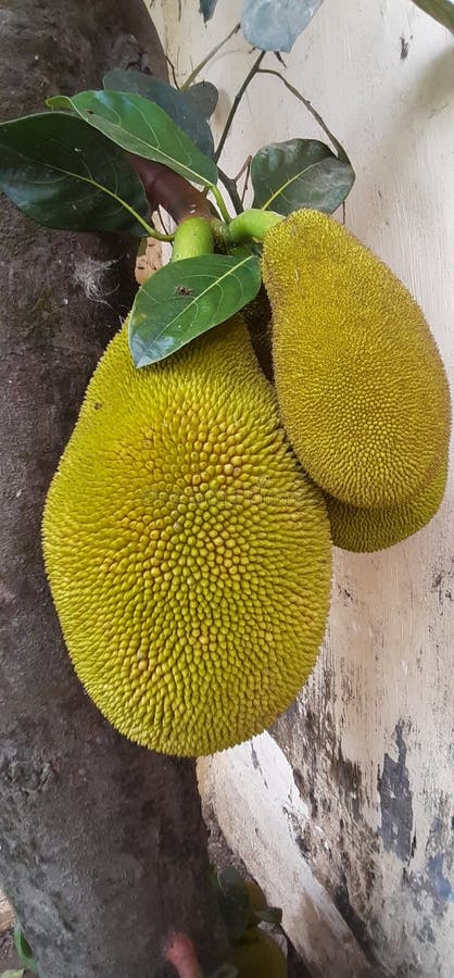 Green Jackfruits Hanging on the Jackfruit Tree Stock Photo - Image of ...