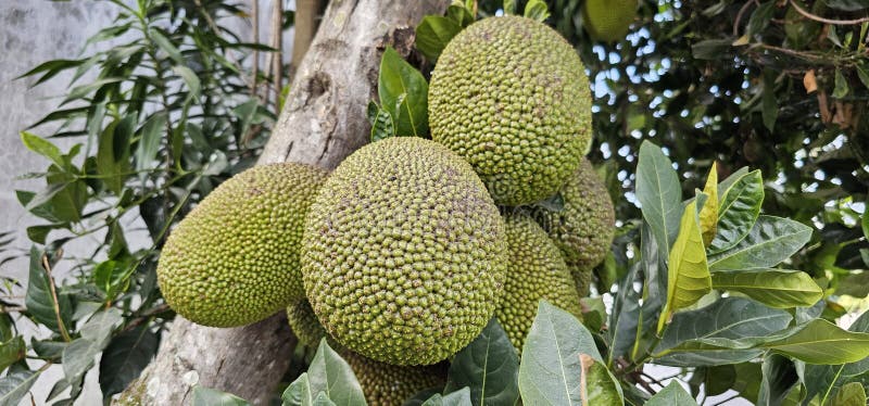 The Jackfruit Tree is a Species of Tree in the Fig, Mulberry Stock ...