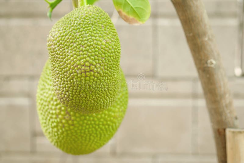 Jackfruit Tree and Sweet Jackfruit, Tropical Fruit in Thailand Stock ...