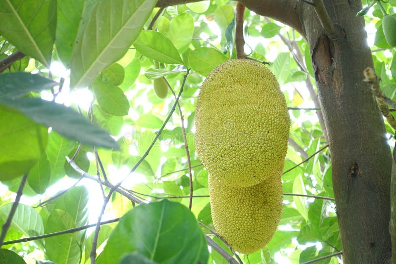 The Jackfruit Tree and Their Leaf Stock Image - Image of aurantium ...
