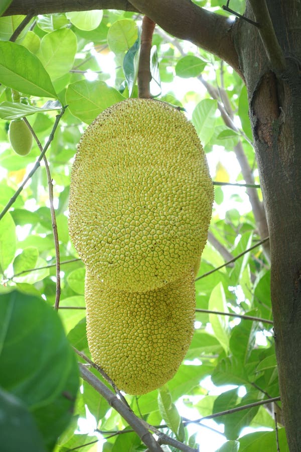 The Jackfruit Tree and Their Leaf Stock Photo - Image of artocarpus ...
