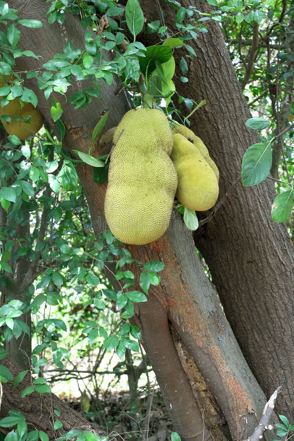 Jackfruit Tree and Three Young Jackfruits Stock Image - Image of drink ...