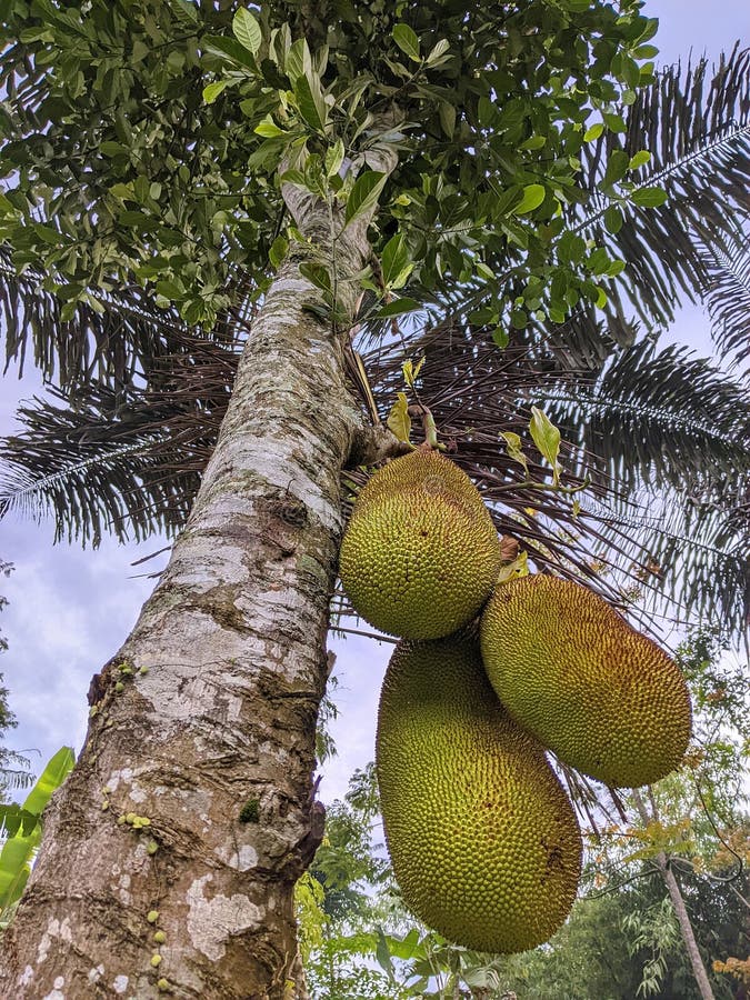 A Jackfruit Tree in a Tropical Forest Asia Stock Image - Image of ...