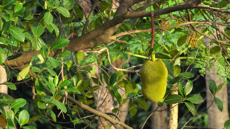 Jackfruit Tree with Ripe Jackfruit Fruits Hanging on the Branch Stock ...