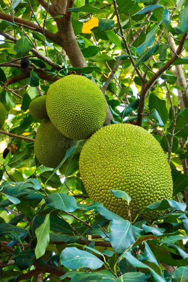 Jackfruit Tree stock image. Image of outdoors, jackfruit - 112299067