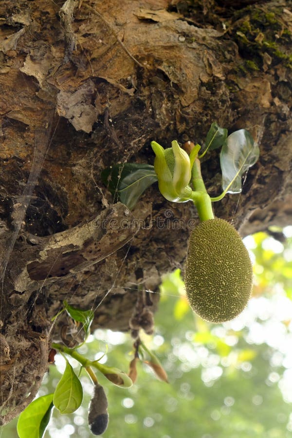 Jackfruit on the Jackfruit Tree Tropical Fruit on Nature Leaf ...