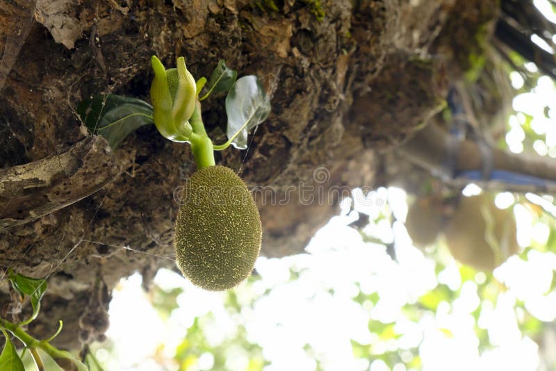 Jackfruit on the Jackfruit Tree Tropical Fruit on Nature Leaf ...