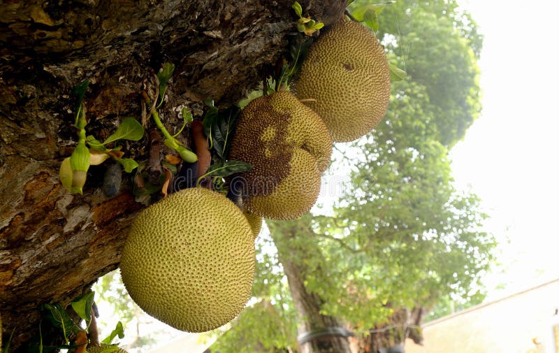 Jackfruit on the Jackfruit Tree Tropical Fruit on Nature Leaf ...