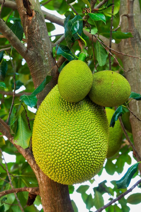 Jackfruit Tree stock image. Image of outdoors, vertical - 112299035