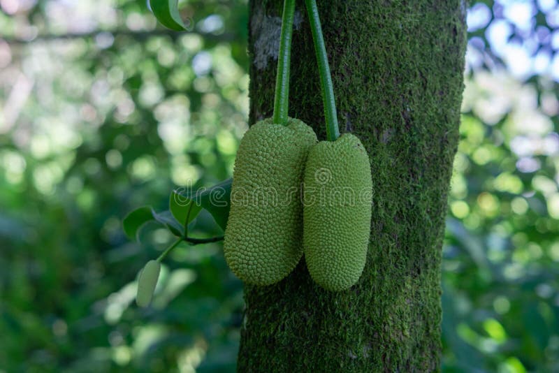 The Jackfruit on the Tree Trunk Stock Image - Image of garden, fruit ...