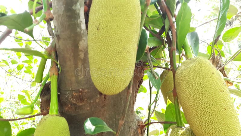Jackfruit Tree with Ripe Jackfruit Fruits Hanging on the Branch Stock ...