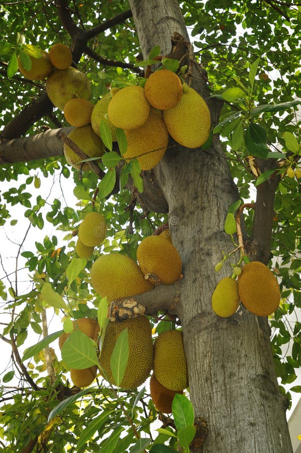 Jackfruit tree stock photo. Image of jackfruits, fruit - 91114884