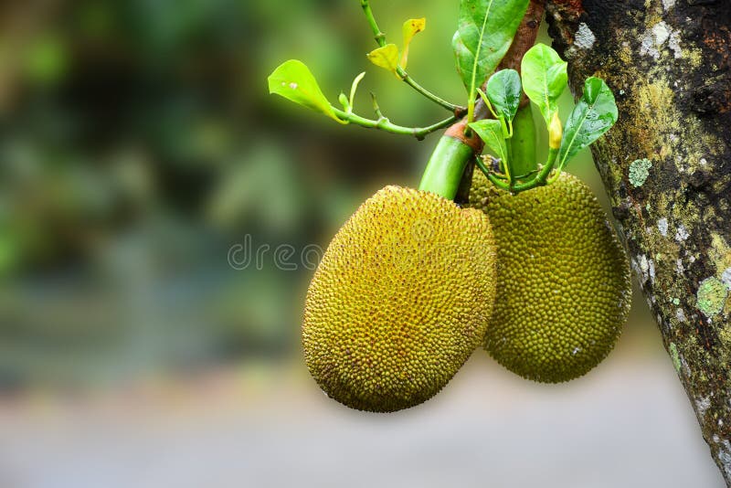 283 Kathal Tree Photos - Free & Royalty-Free Stock Photos from Dreamstime