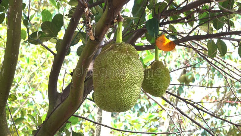 Jackfruit on the tree. stock footage. Video of plant - 136945172