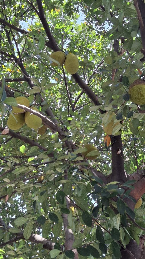 Jackfruit Trees Bear Abundant Fruit Stock Image - Image of jackfruit ...