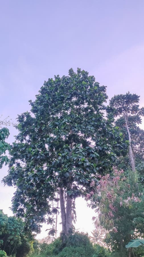 Jackfruit Trees Grow Tall in Tropical Forests Stock Photo - Image of ...