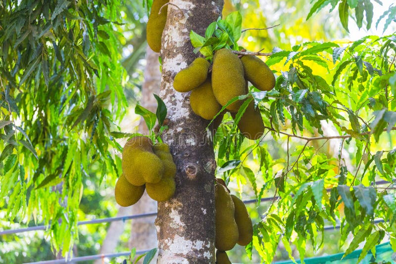 Jackfruit on the Trees in the Jungles of India Stock Image - Image of ...