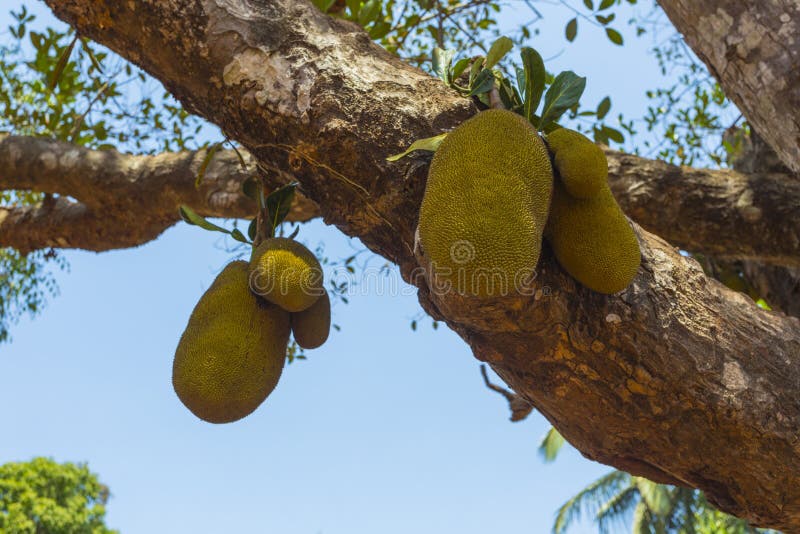 Jackfruit on the Trees in the Jungles of India Stock Photo - Image of ...