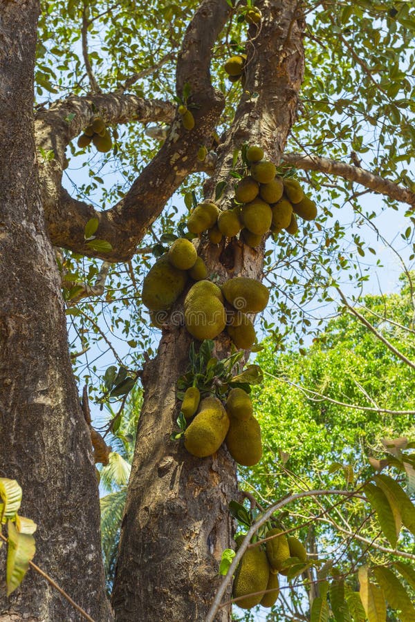 Jackfruit on the Trees in the Jungles of India Stock Photo - Image of ...
