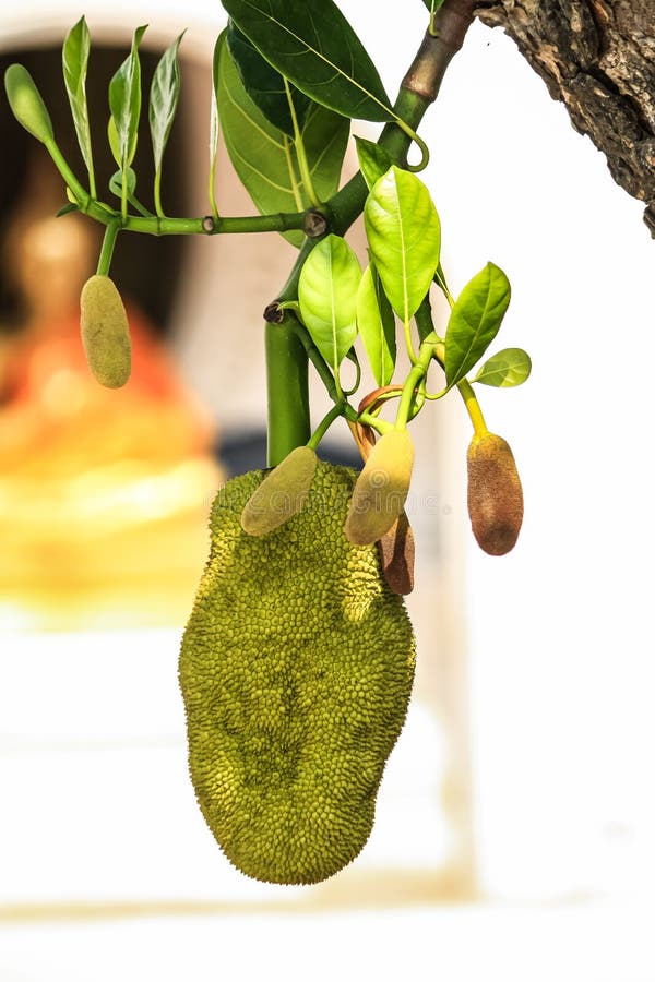 Jackfruit is a Tropical Fruit Ripening on the Tree Stock Photo - Image ...