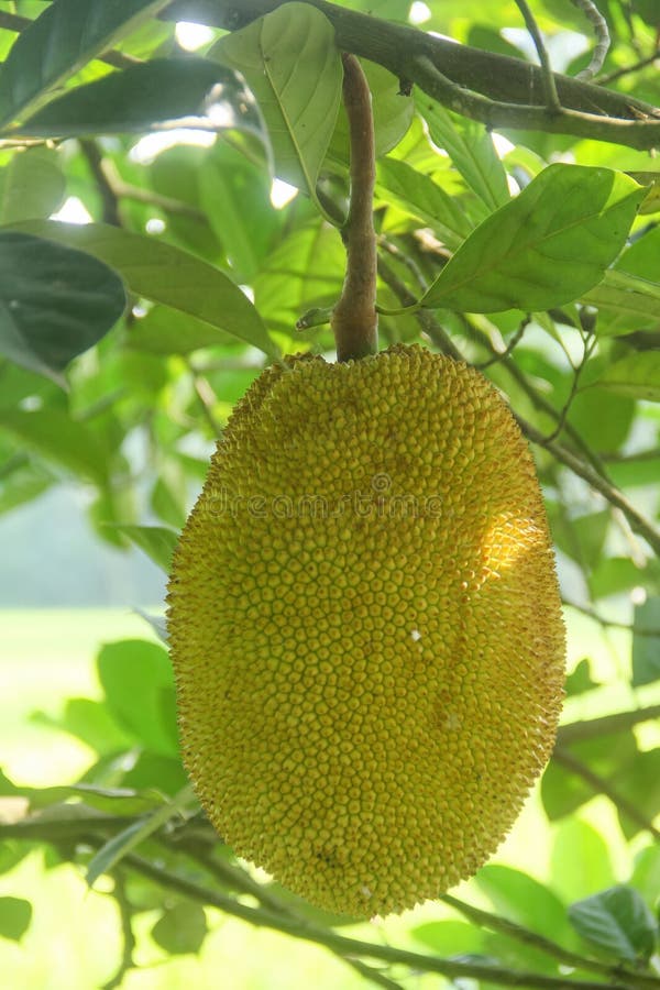 The Jackfruit Hanging on the Tree is Illuminated by the Bright Morning ...