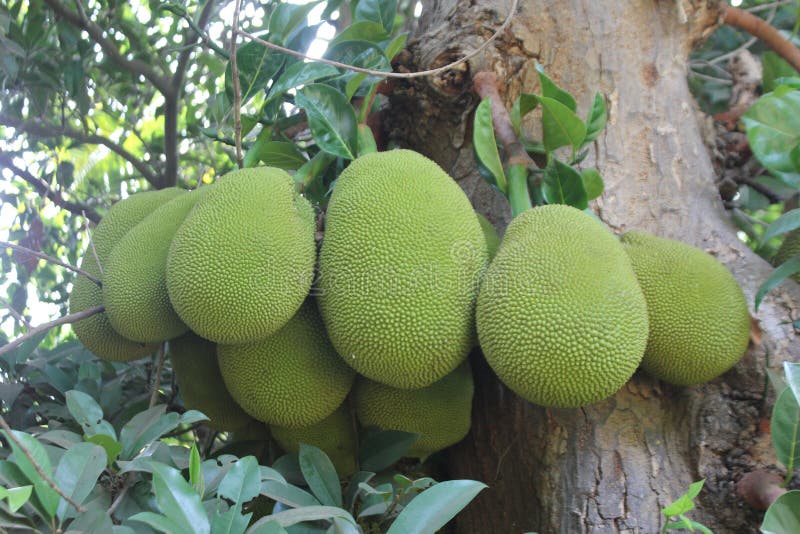 Jackfruit a Tropical Fruits Hanging on the Tree. Stock Image - Image of ...