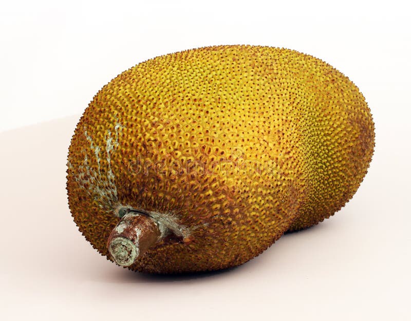 Jackfruit stock photo. Image of jackfruit, crop, lowland - 74771072