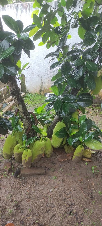 Jackfruit Under a Tree that is Not yet Ripe Stock Image - Image of ...