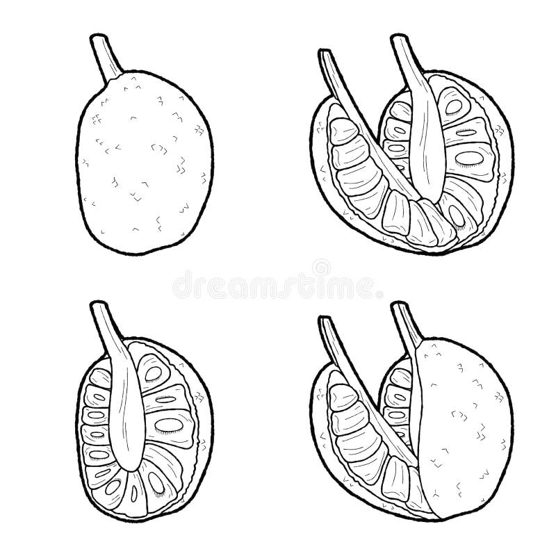 Kathal Stock Illustrations – 8 Kathal Stock Illustrations, Vectors ...