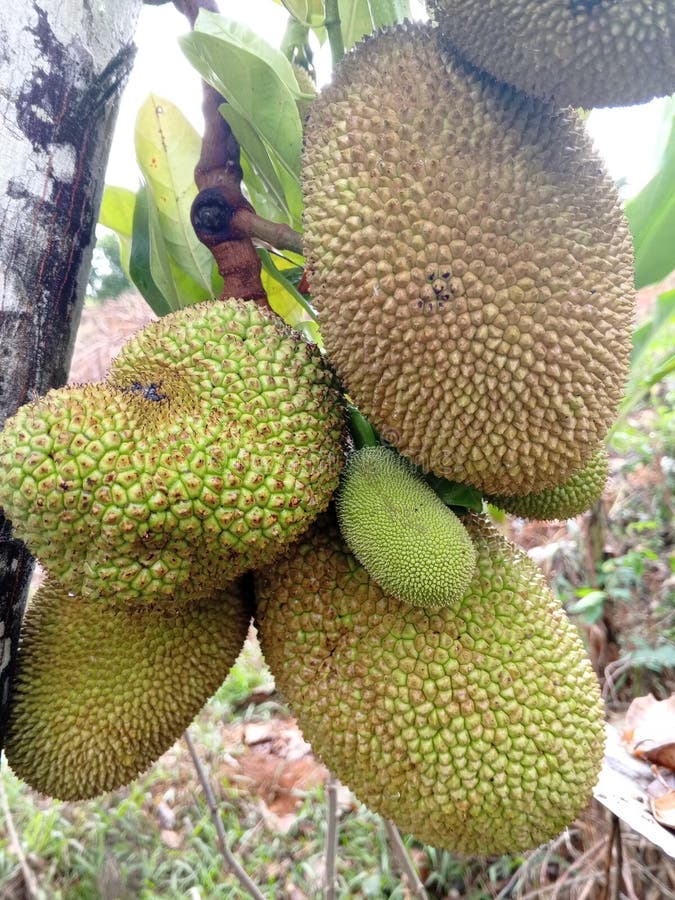 Jackfruit Which Bears Abundant Fruit Which is Difficult To Find Stock ...