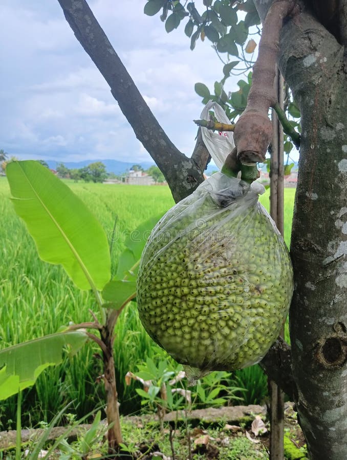 Jackfruit is Wrapped in Plastic To Protect Against Various Pests and ...