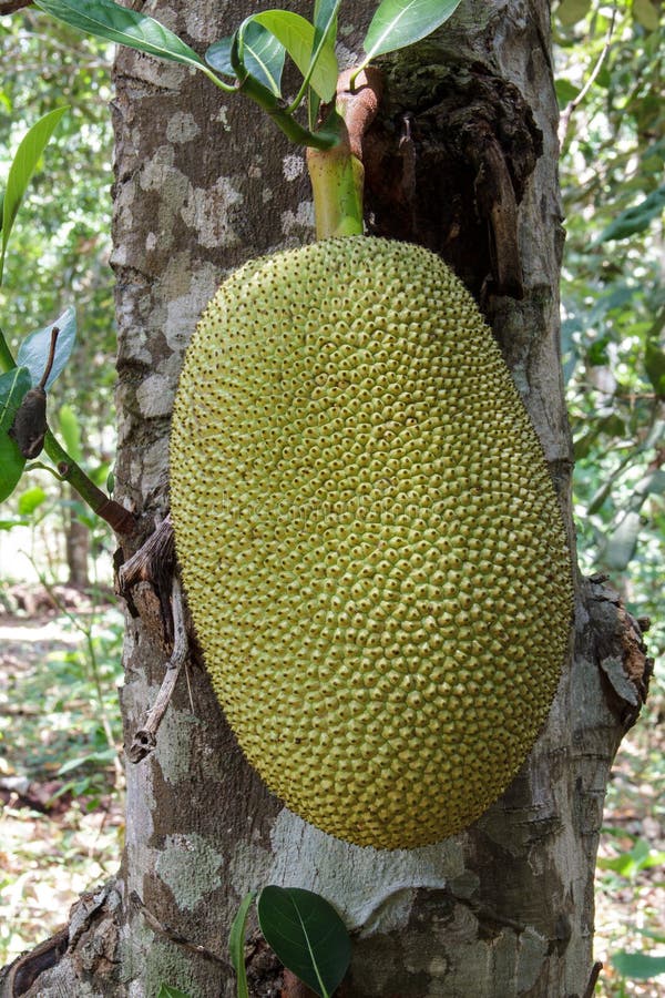 568 Orange Jackfruit Tree Stock Photos - Free & Royalty-Free Stock ...