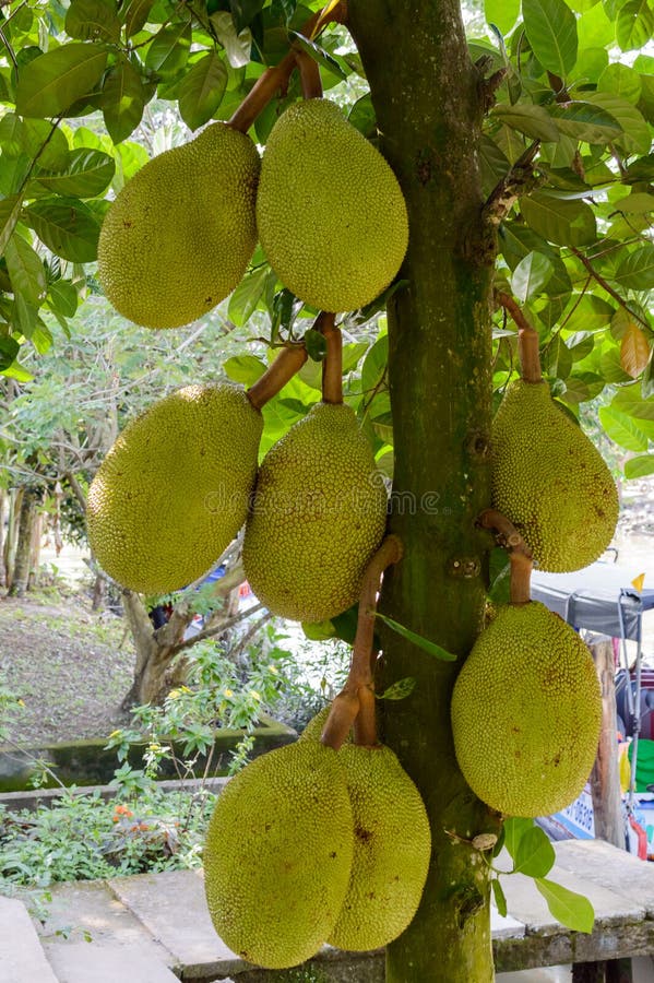 Jackfruits on the branch stock image. Image of climate - 95357749