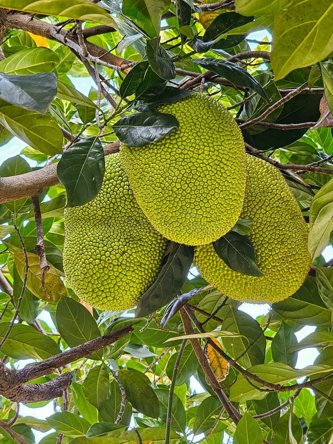 Jackfruits Buah Nangka Stock Photos - Free & Royalty-Free Stock Photos from Dreamstime