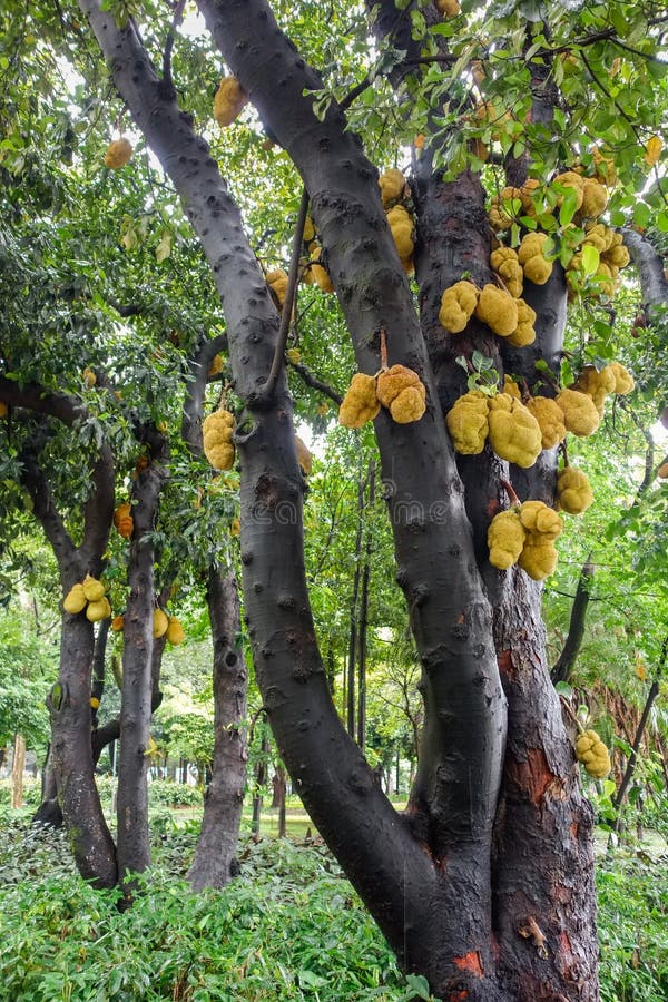 Jackfruits Hanging on Tree Trunk. Tropical Fruit, Jack Tree Stock Image ...